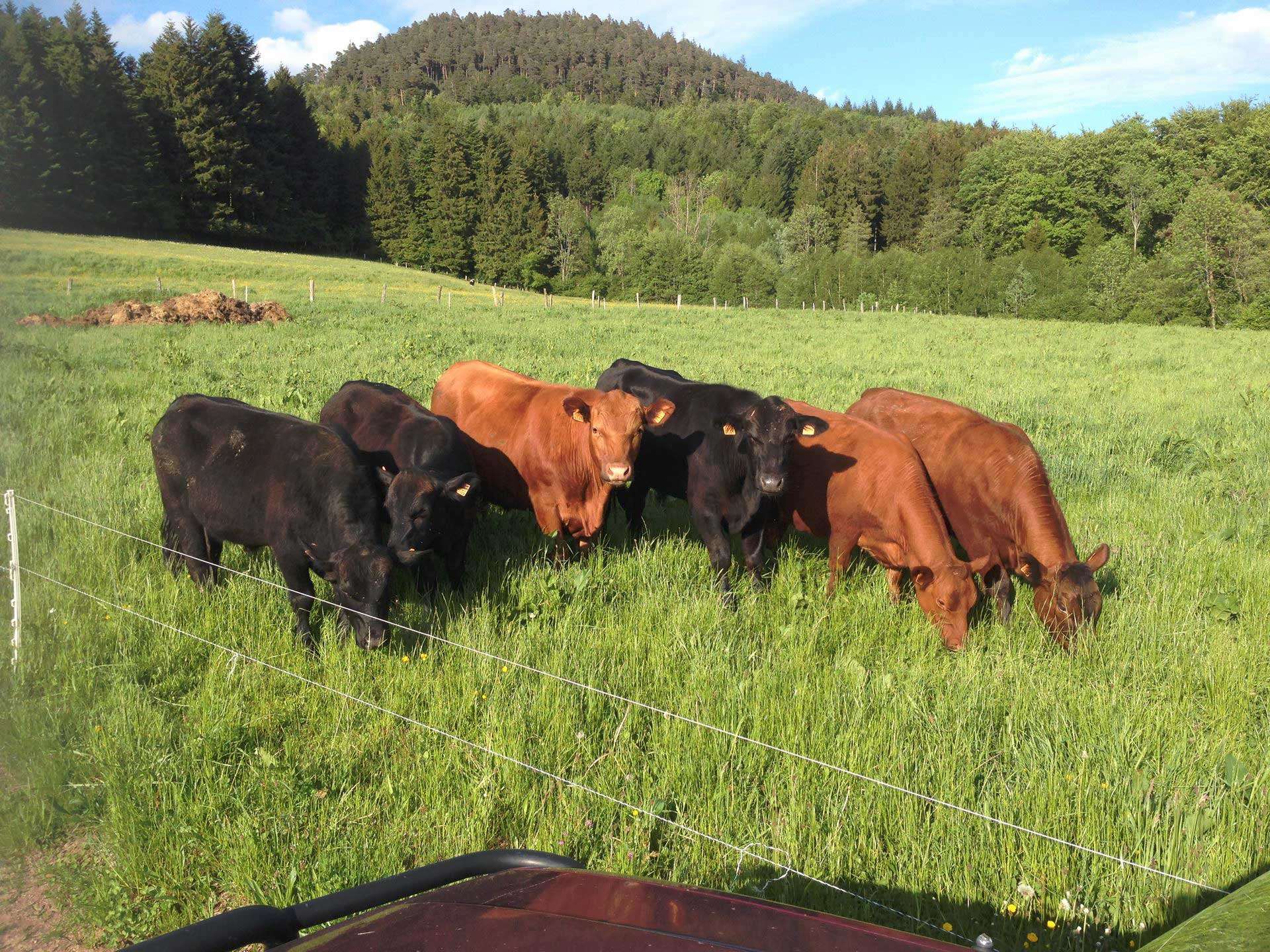 Consommer de la viande bio, oui mais pourquoi ? - Ferme Albrecht